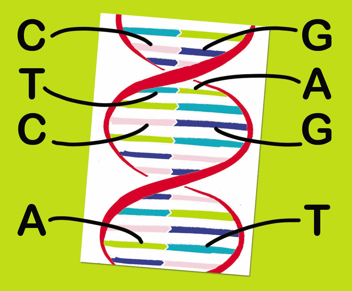 Make a DNA Model | AMNH