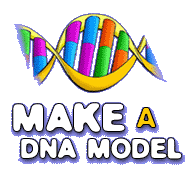 Make a DNA Model | AMNH