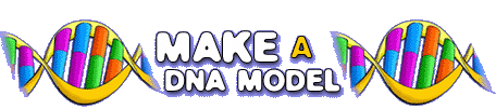 Make a DNA Model | AMNH