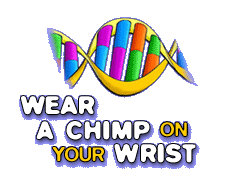 Wear a Chimp on Your Wrist | AMNH