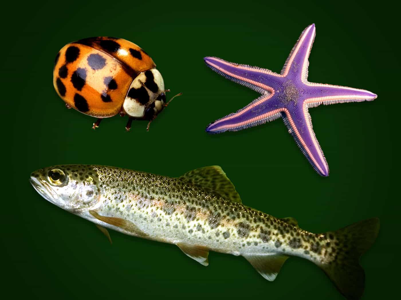 What is Genetics? | AMNH