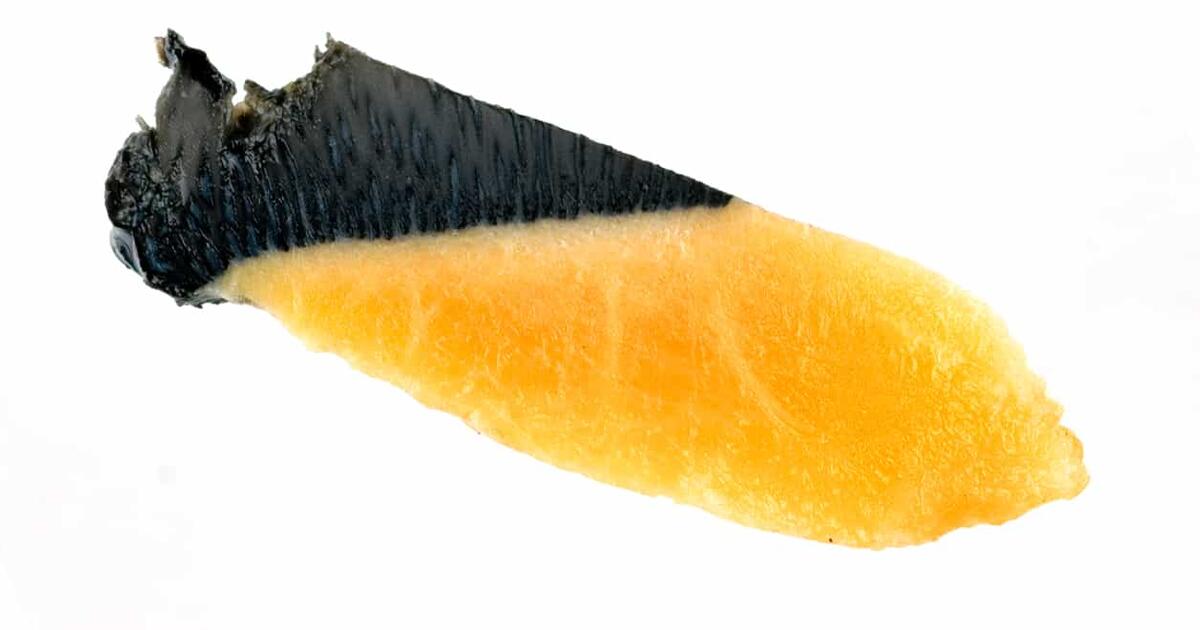 What's This? Frozen Tissue | AMNH