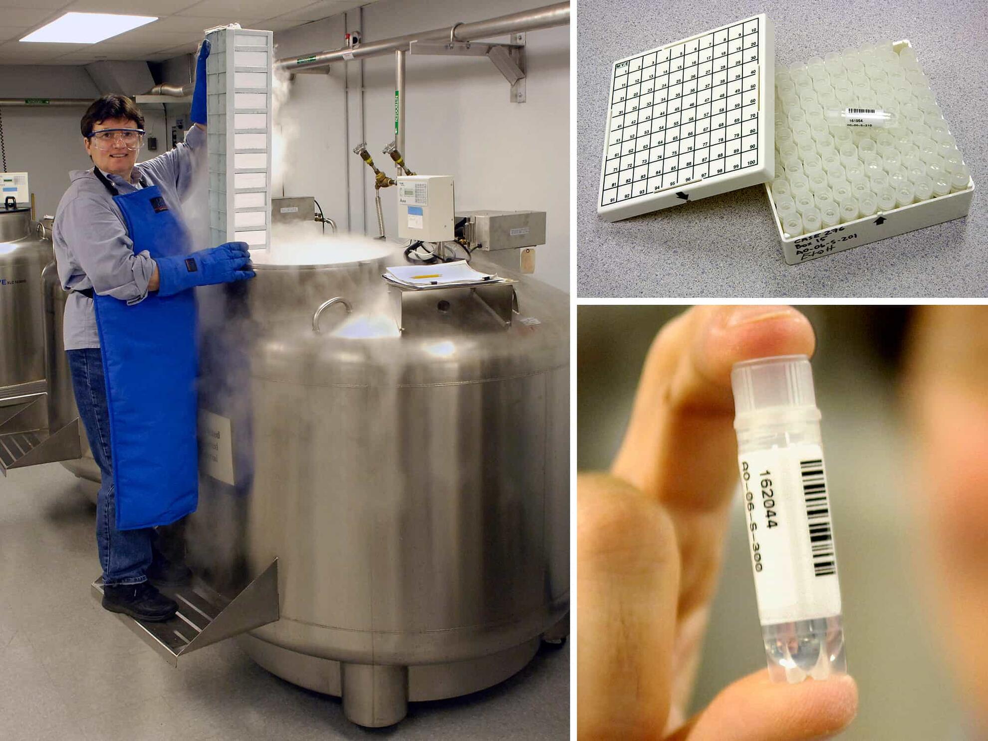 What's This? Frozen Tissue | AMNH