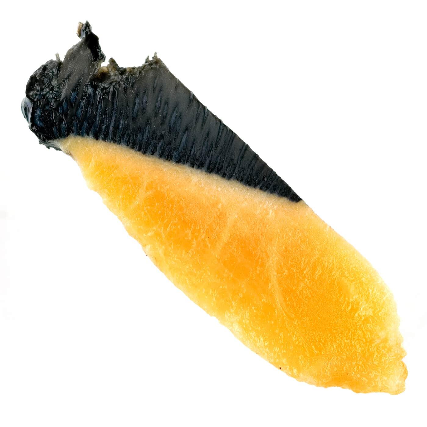 What's This? Frozen Tissue | AMNH