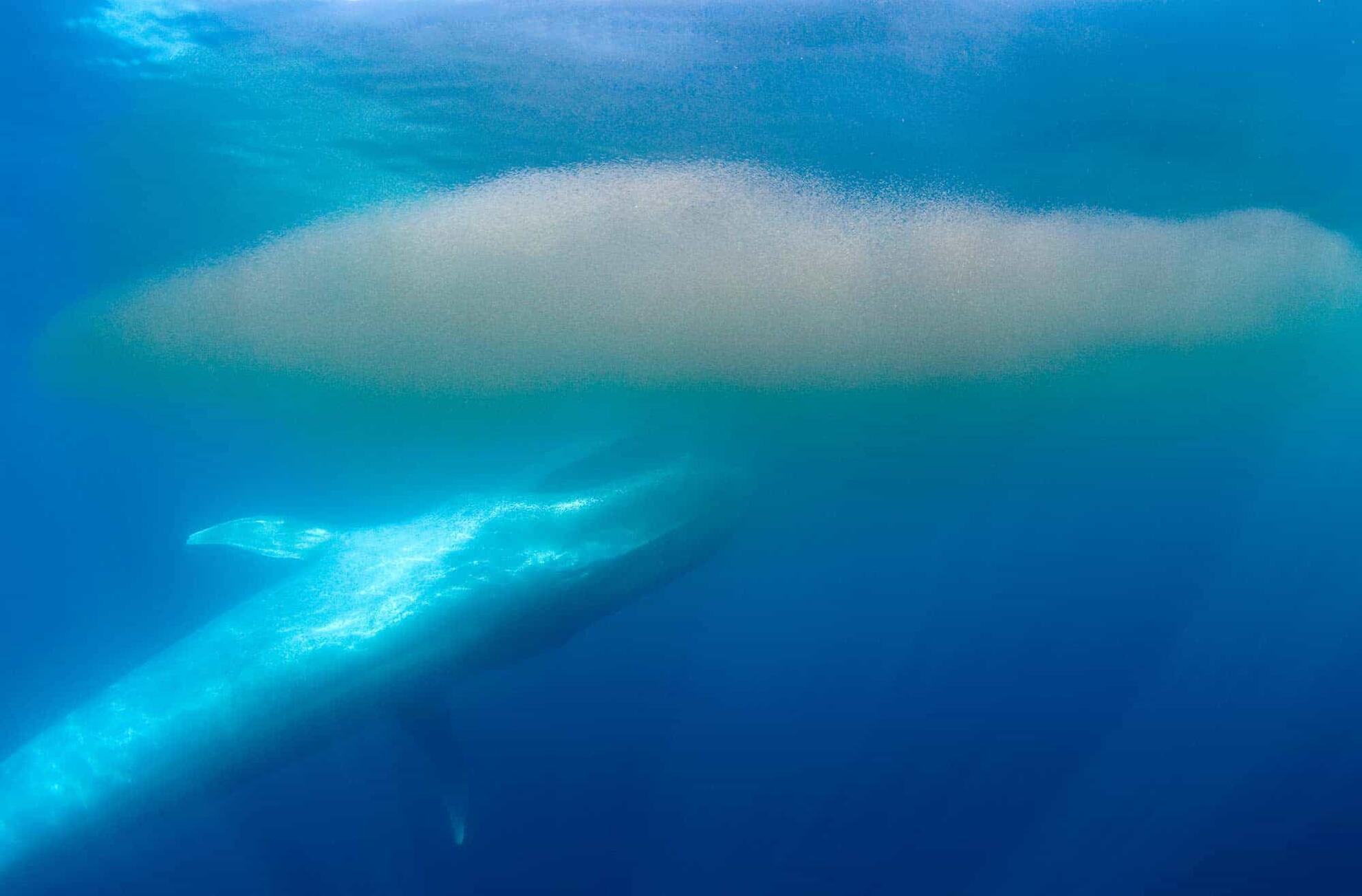 A Whale of a Tale | AMNH