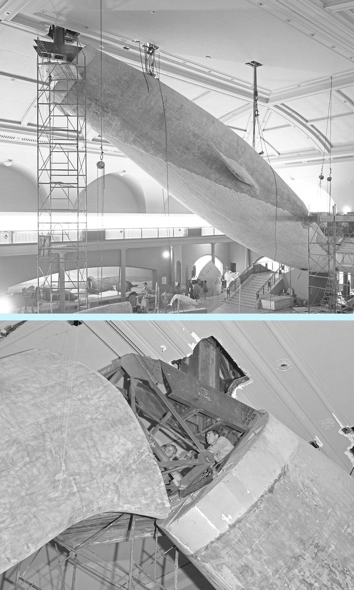 A Whale of a Tale | AMNH