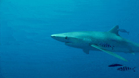 Meet the Sharks | AMNH