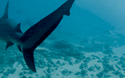 Meet the Sharks | AMNH