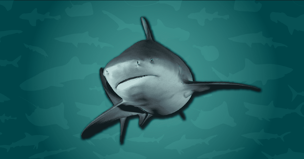 do sharks spit out bones