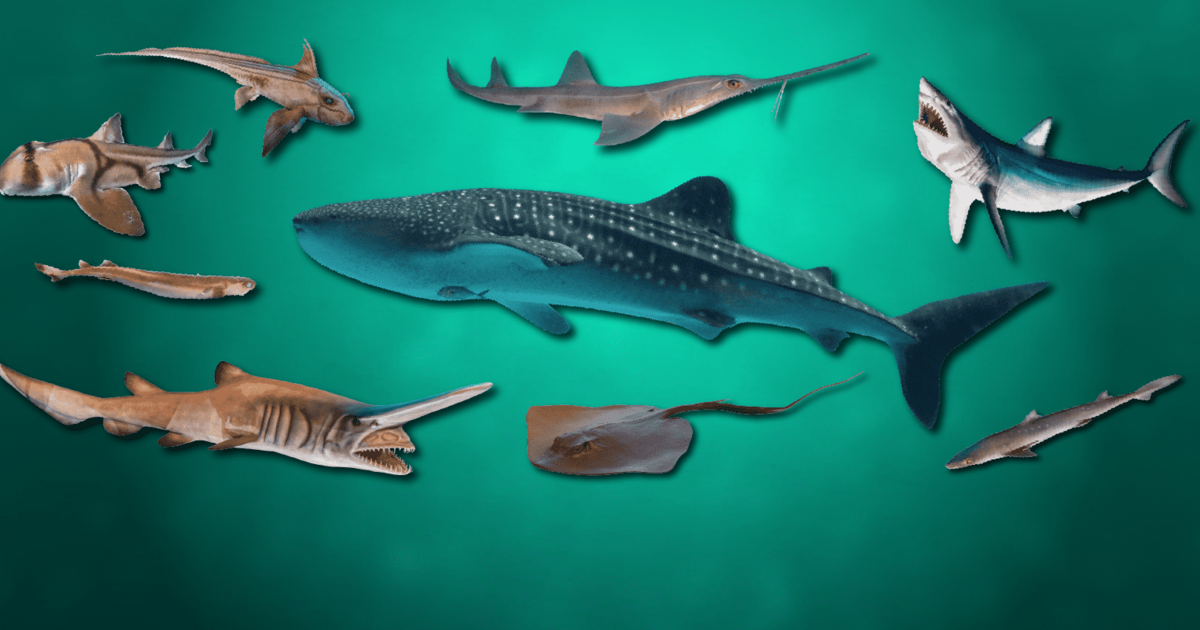Meet the Sharks | AMNH