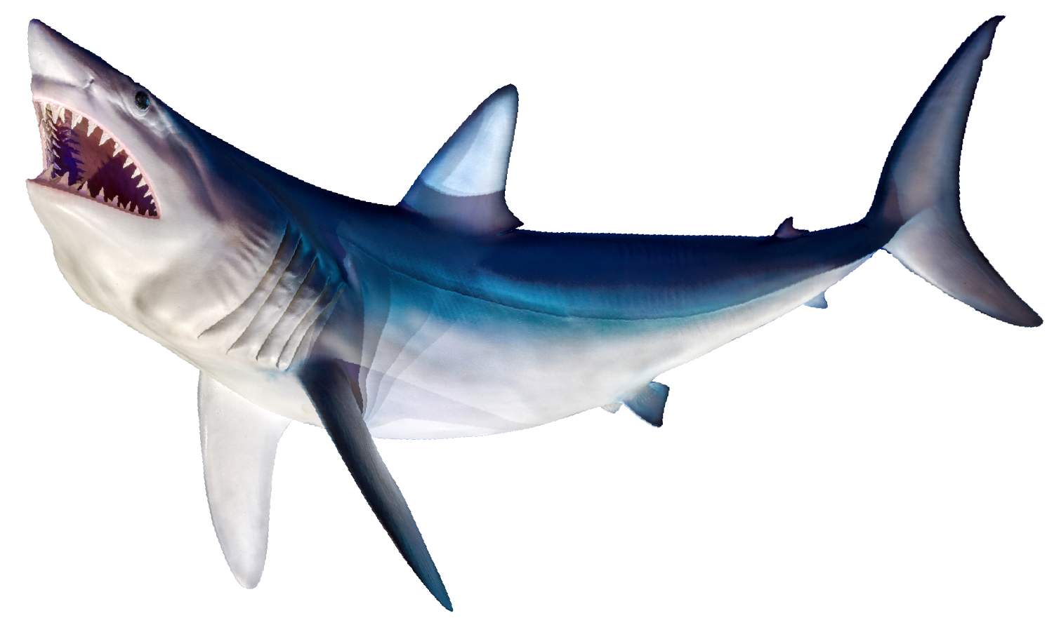 Meet the Sharks | AMNH