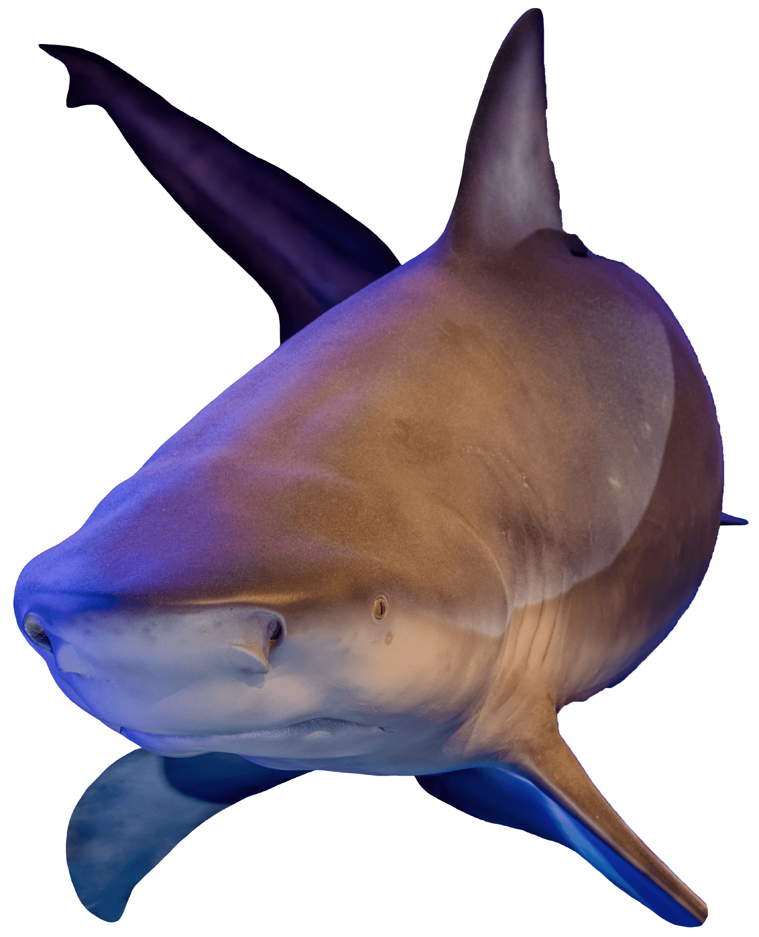 Meet the Sharks | AMNH