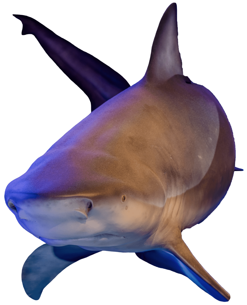 Meet the Sharks | AMNH