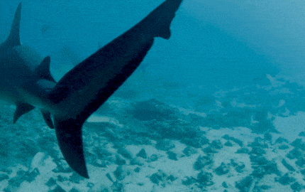 Meet the Sharks | AMNH