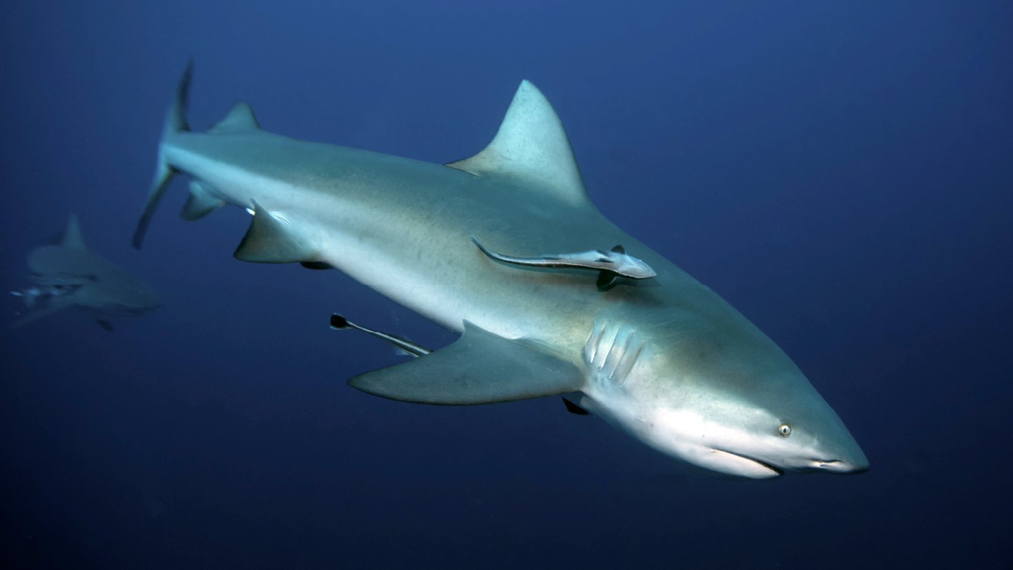 Meet the Sharks | AMNH