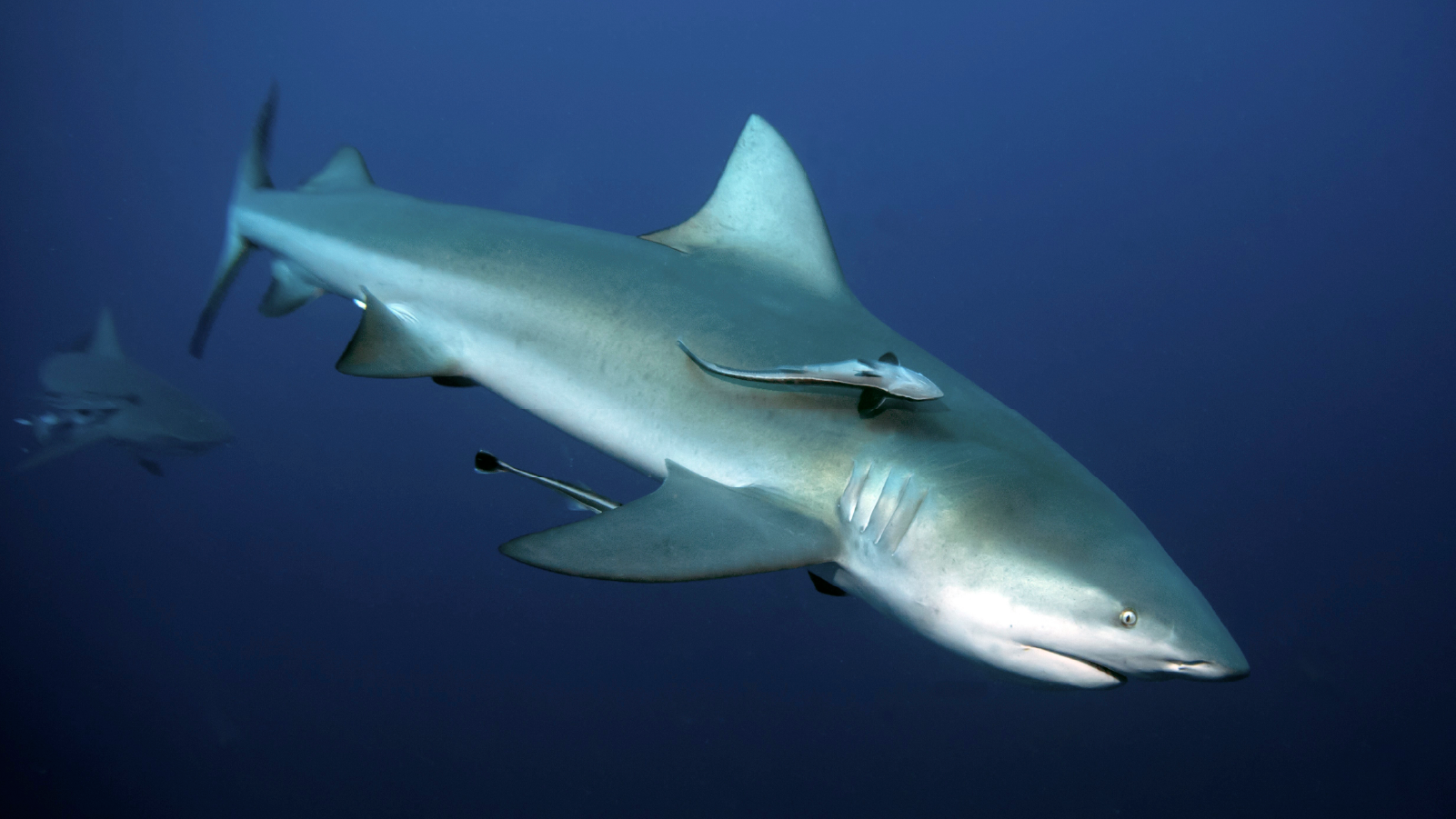 Meet the Sharks | AMNH