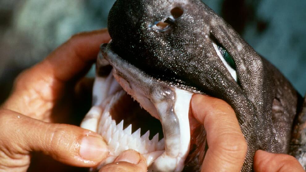 Meet the Sharks | AMNH