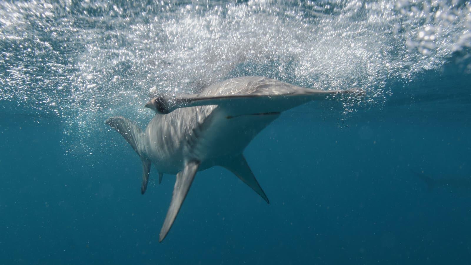 Meet the Sharks | AMNH