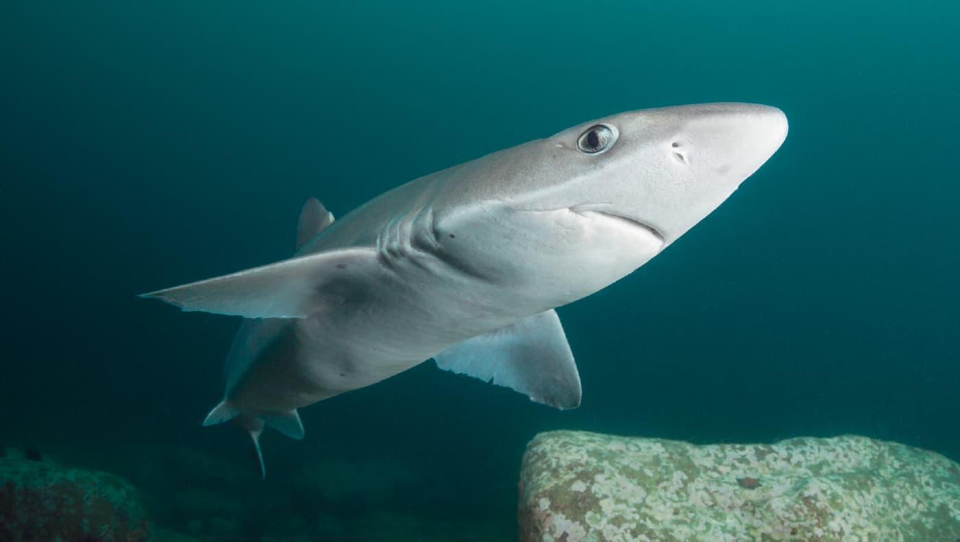 Meet the Sharks | AMNH