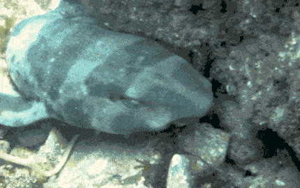 Meet the Sharks | AMNH