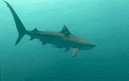 Meet the Sharks | AMNH