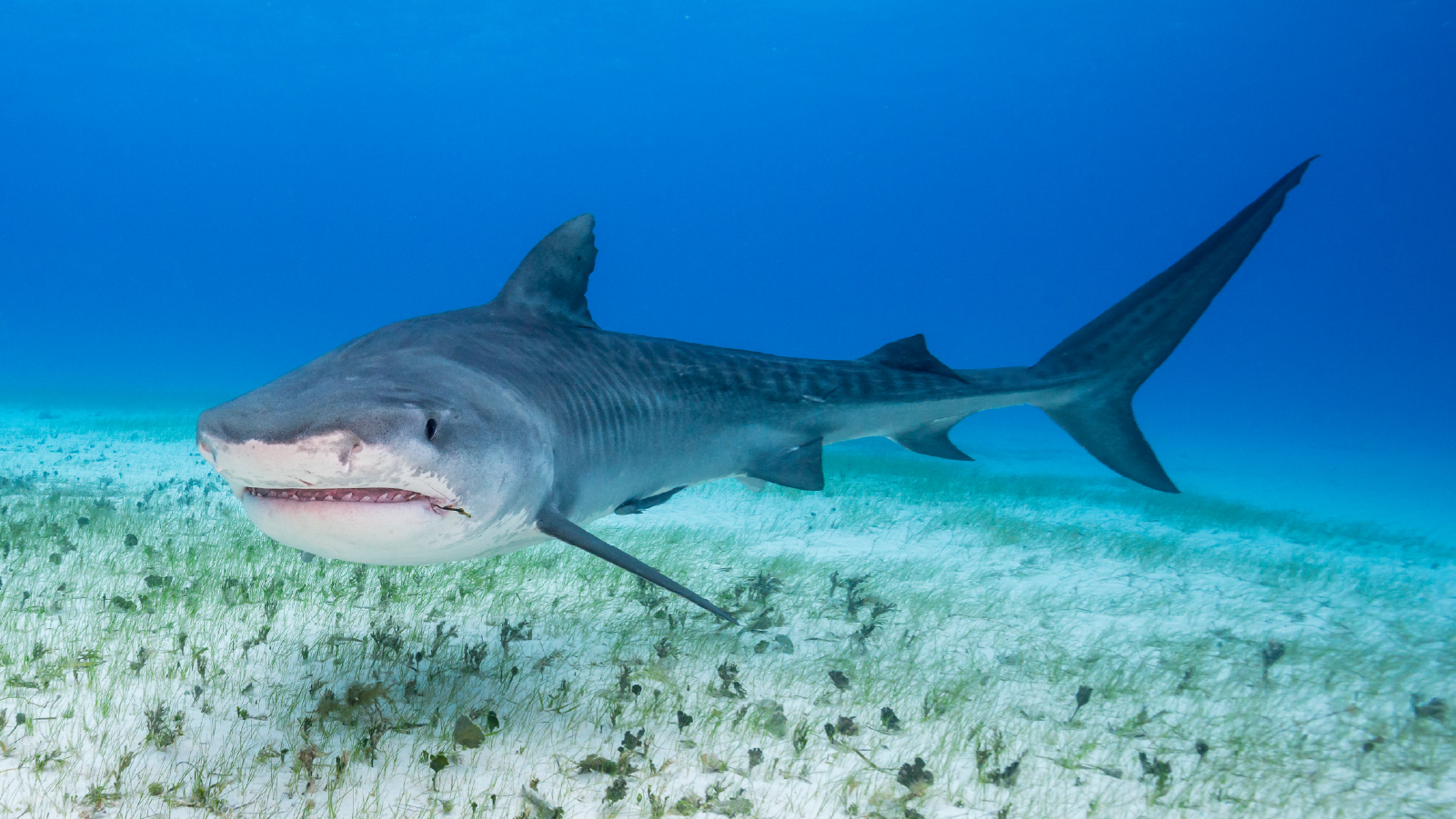 Meet the Sharks | AMNH