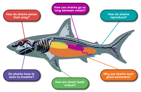 Shark Digestive System