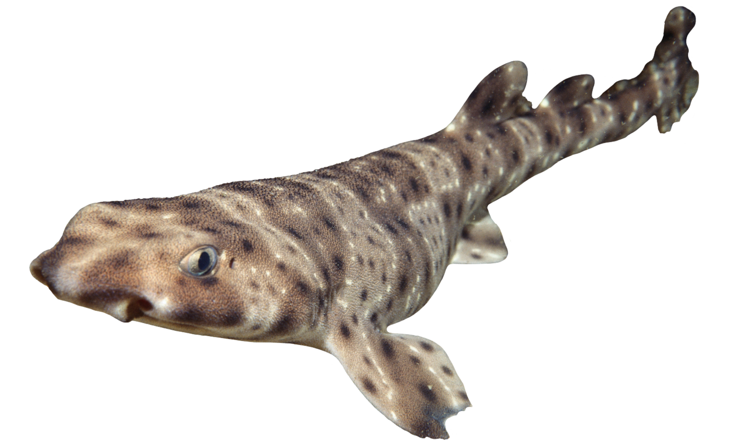 Meet the Sharks | AMNH