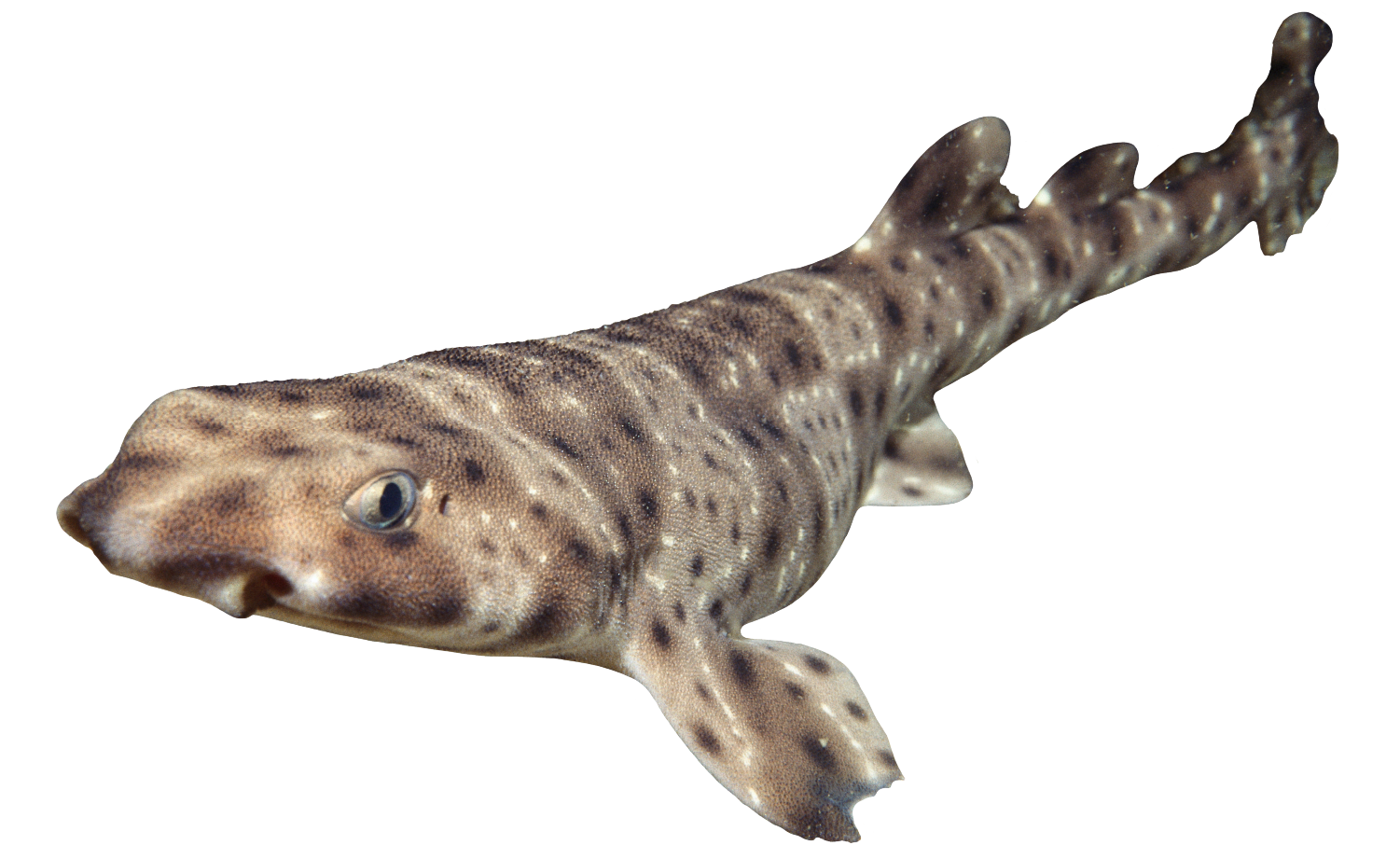 Meet the Sharks | AMNH