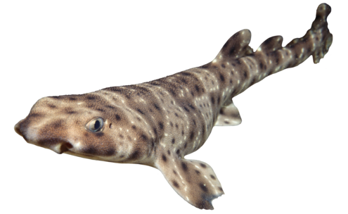 draughtboard shark attack