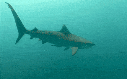 Meet the Sharks | AMNH