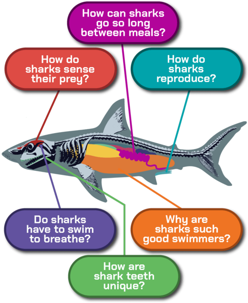 how do sharks help