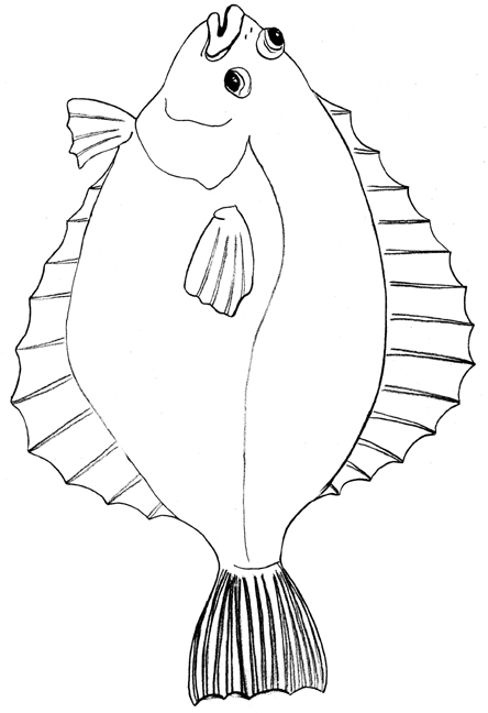 flounder drawing