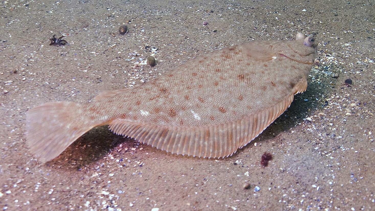Crazy Camouflage | AMNH