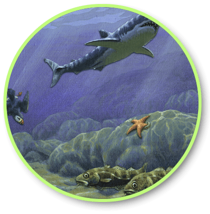 Dive Into Worlds Within the Sea | AMNH