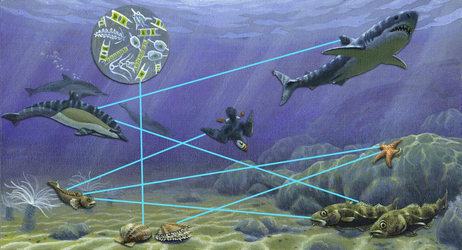 Continental Shelf: More Connections | AMNH