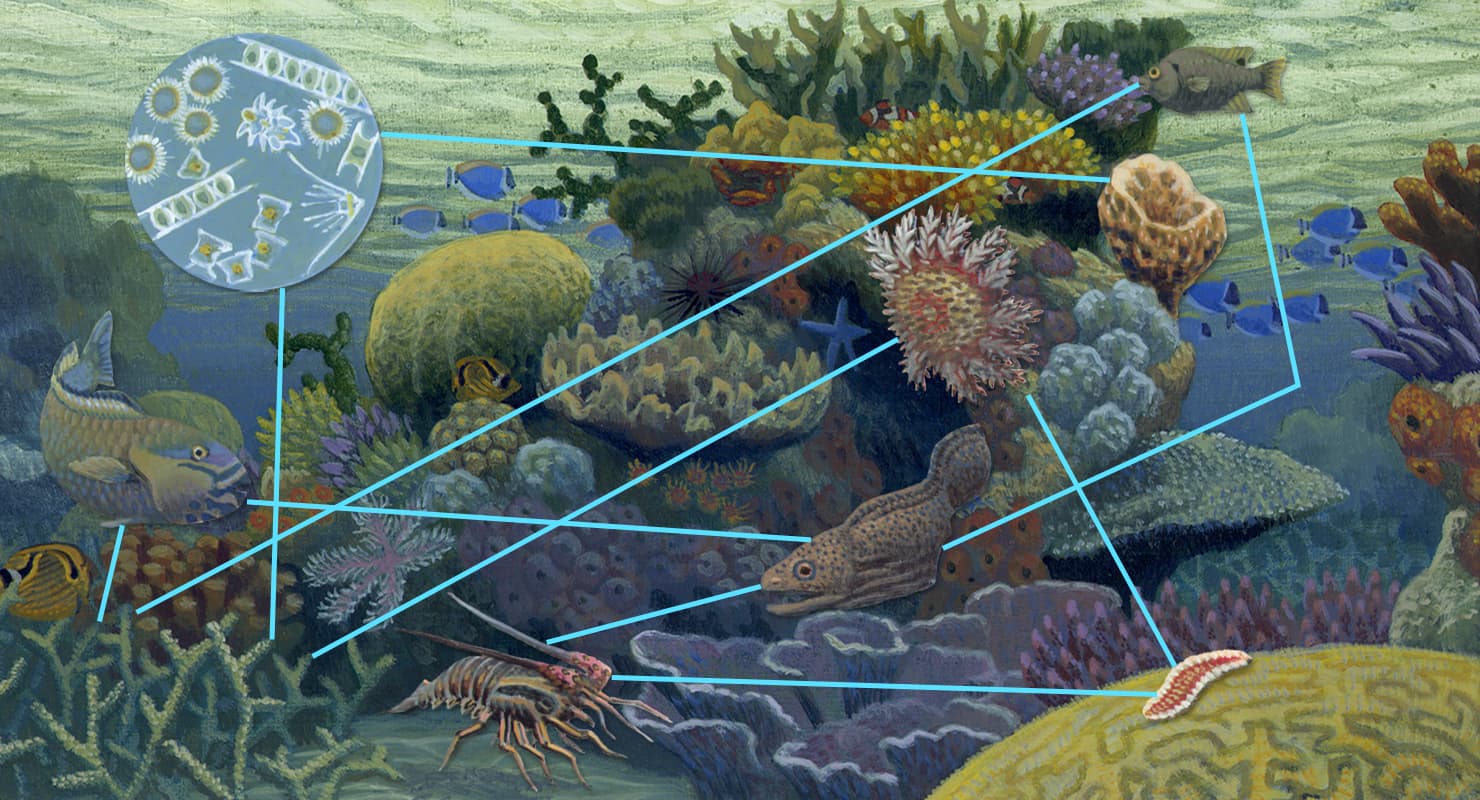 Coral Reef: More Connections | AMNH