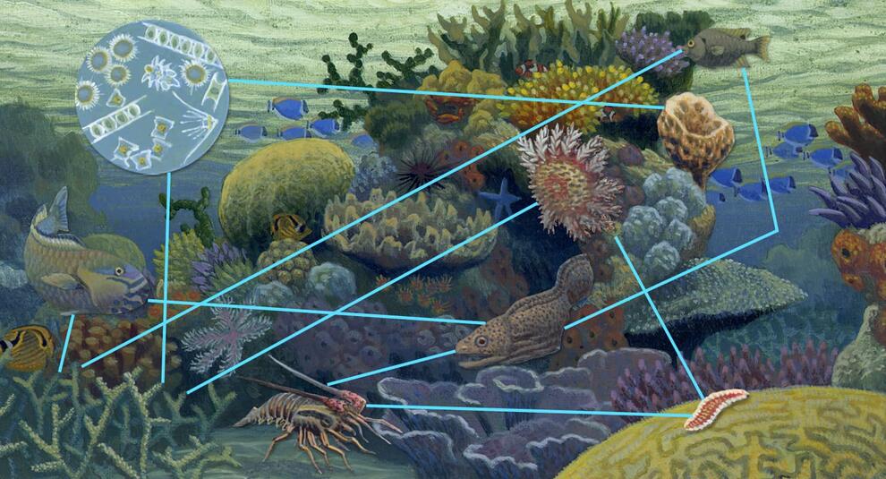 Coral Reef: More Connections | AMNH