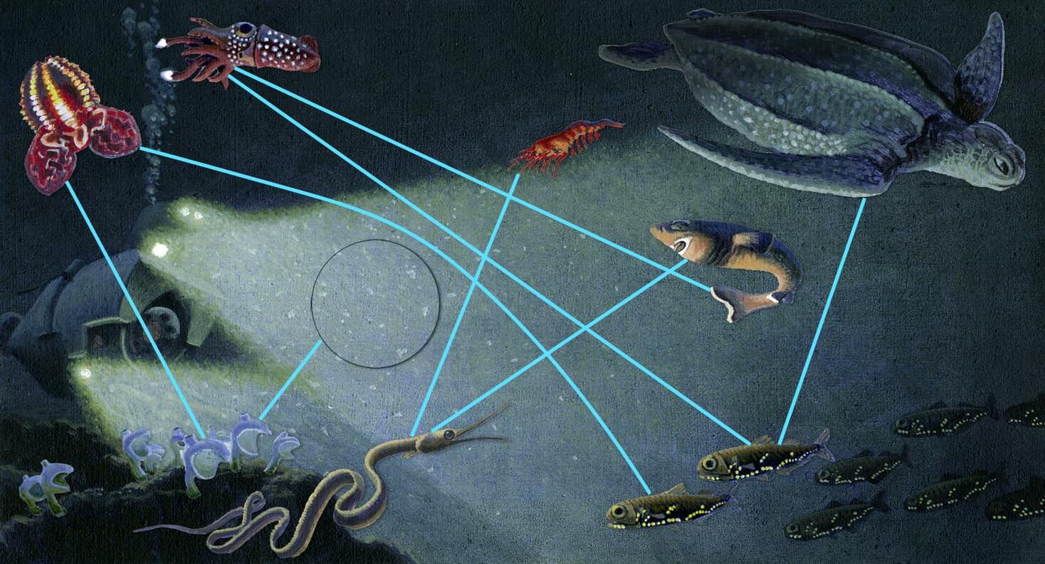 Deep Sea: More Connections | AMNH