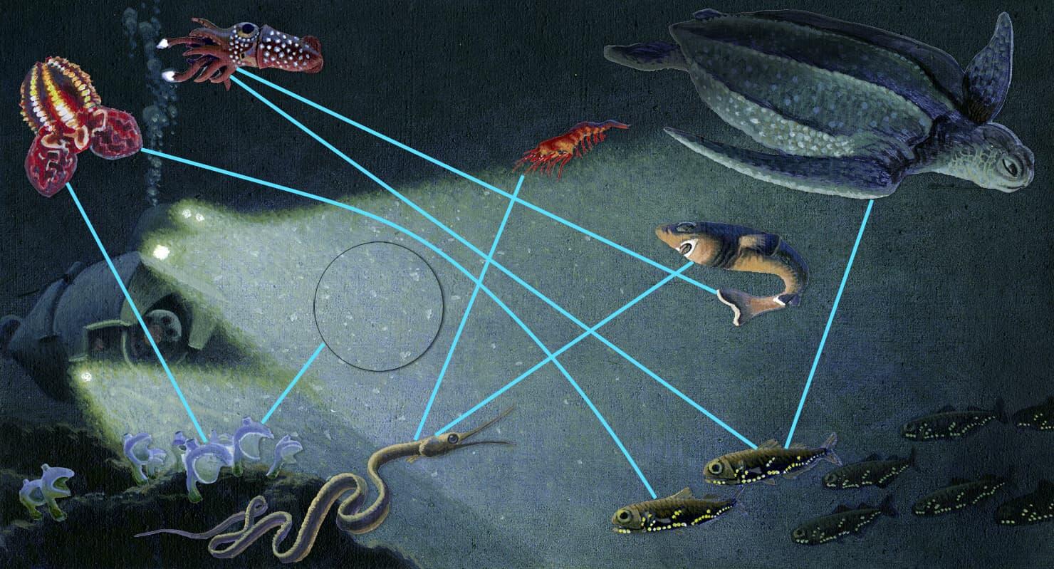 Deep Sea: More Connections | AMNH