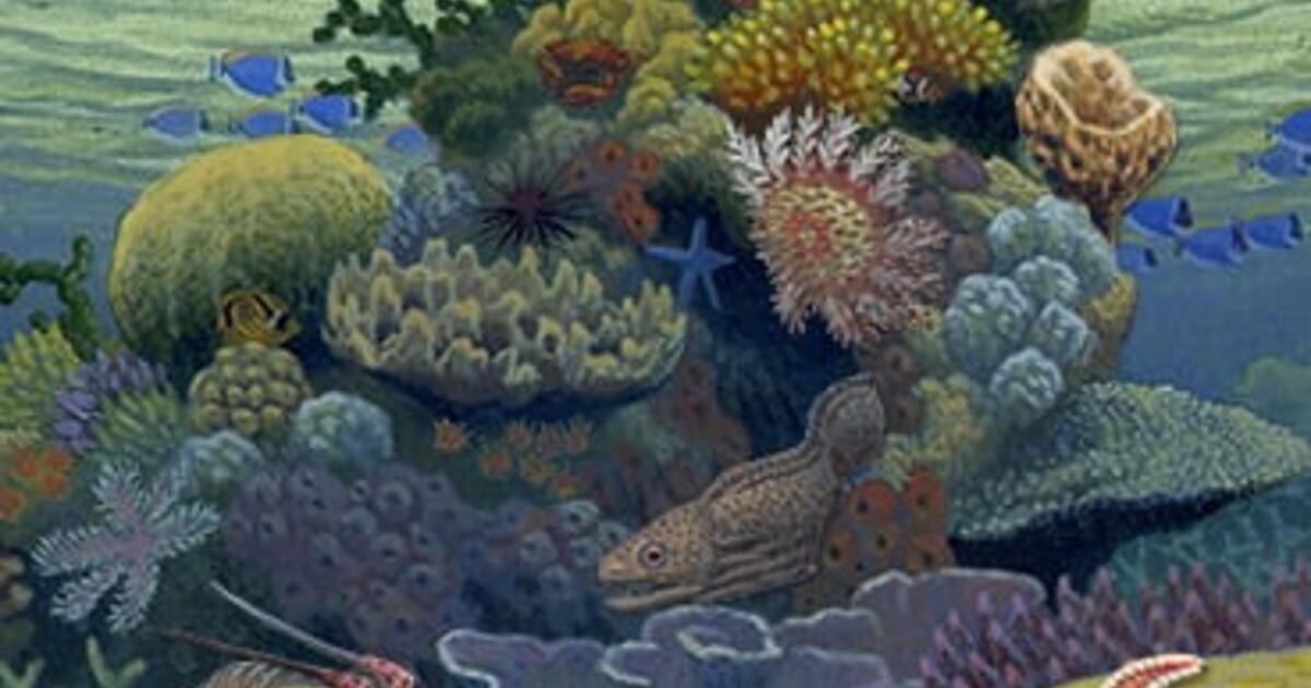 Coral Reef: More Connections | AMNH