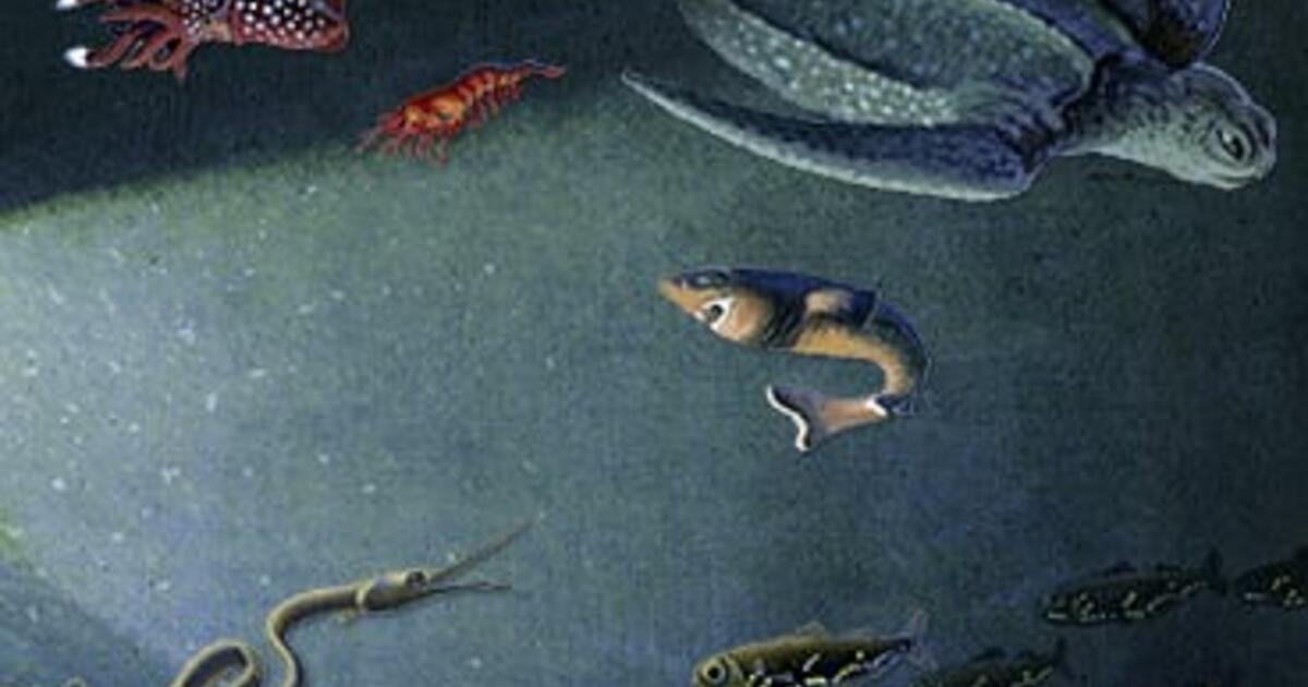 Deep Sea: More Connections | AMNH