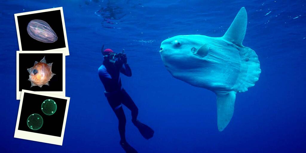 plankton baby picture