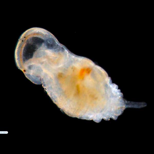 Find My Plankton Baby Picture | AMNH