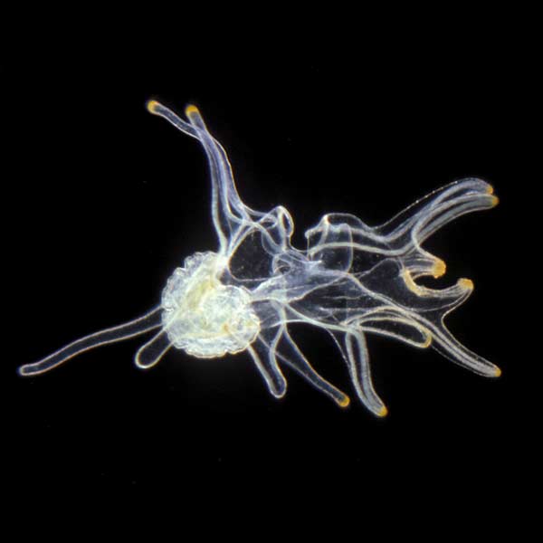 Find My Plankton Baby Picture | AMNH