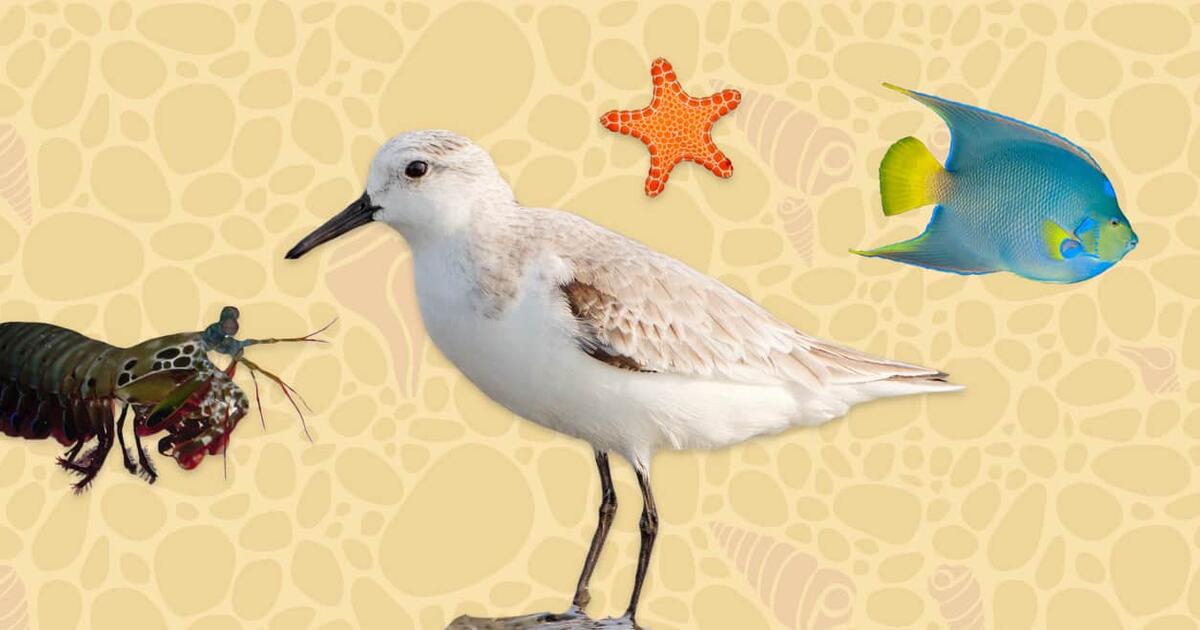 Ocean Creature Feature | AMNH