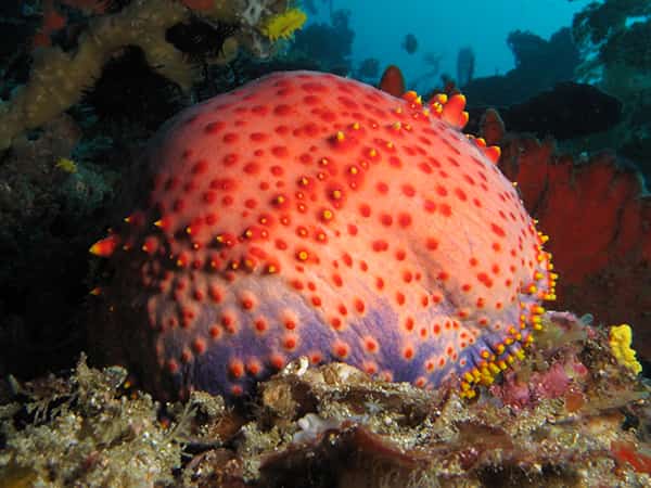 Ocean Creature Feature | AMNH
