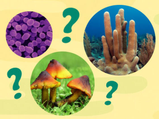 Biodiversity for Kids: OLogy | AMNH