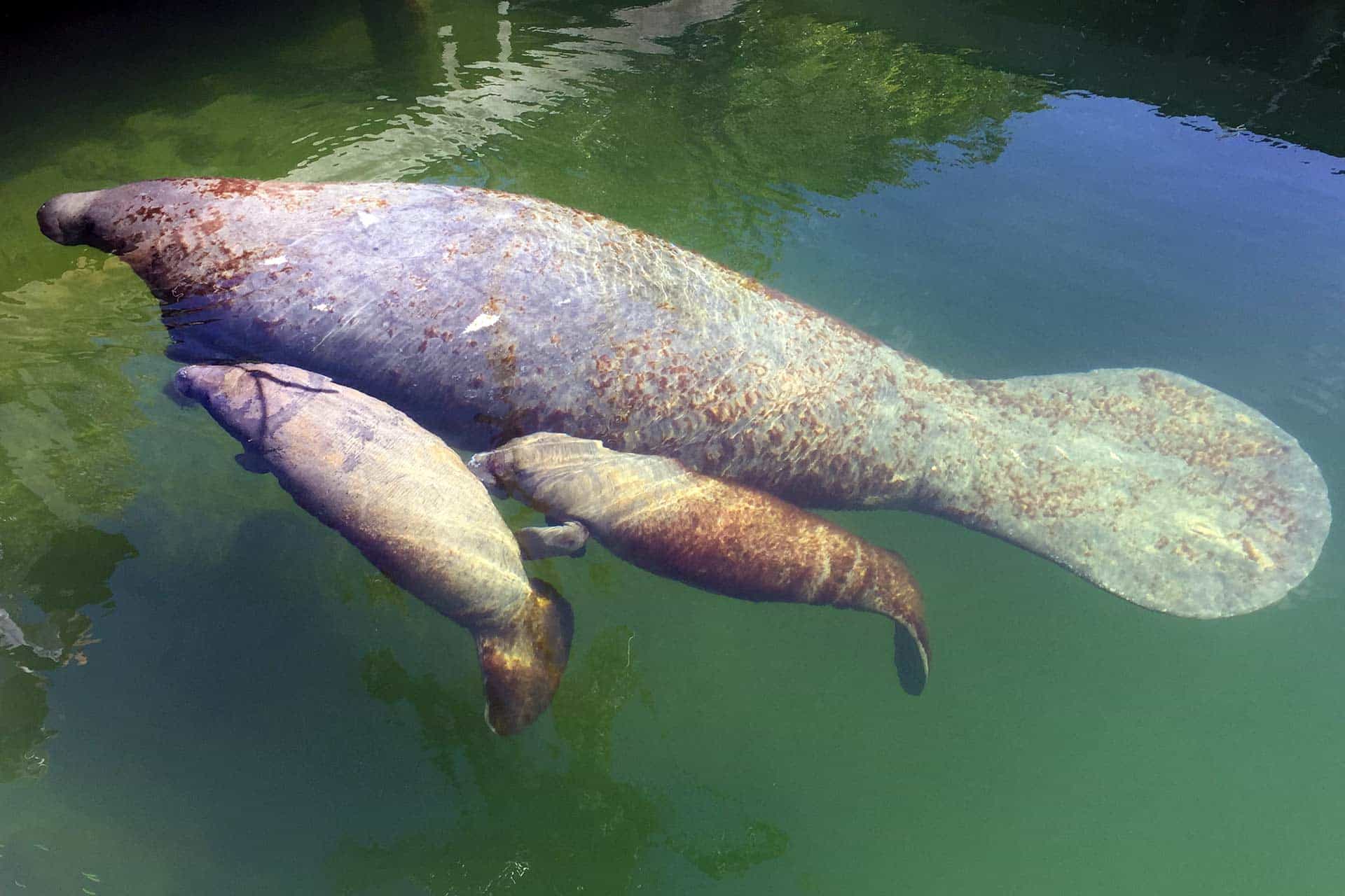 Female Manatee Reproductive Organs