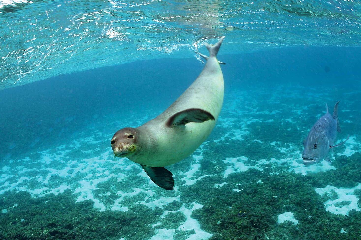 What is Marine Biology? | AMNH